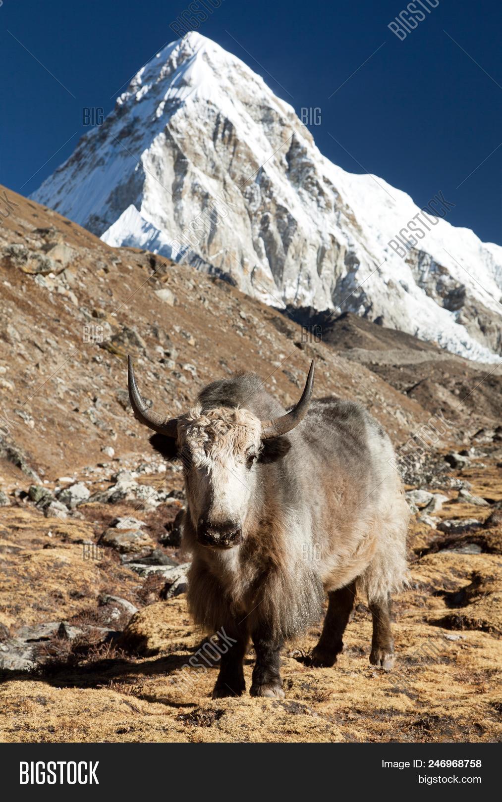 Yak On Way Everest Image & Photo (Free Trial) | Bigstock
