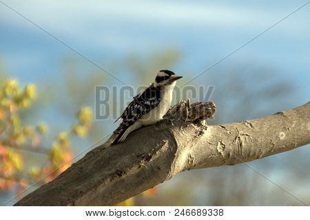 Imagen y foto Downy Woodpecker (prueba gratis) | Bigstock