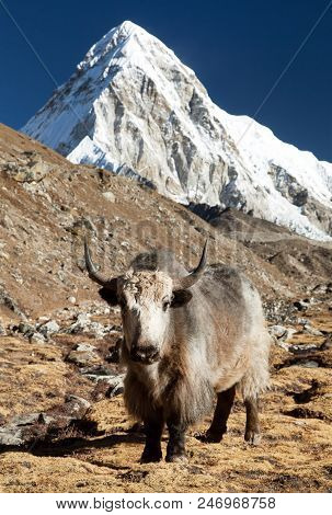 Yak On Way Everest Image & Photo (Free Trial) | Bigstock