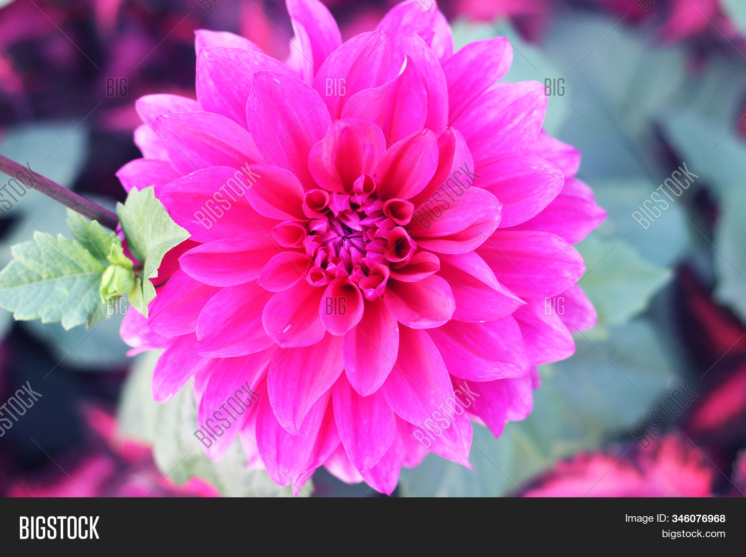 Hot Pink Dahlia Flowers