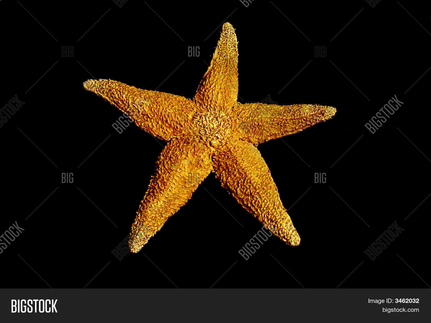 Top Starfish Image & Photo (Free Trial) | Bigstock