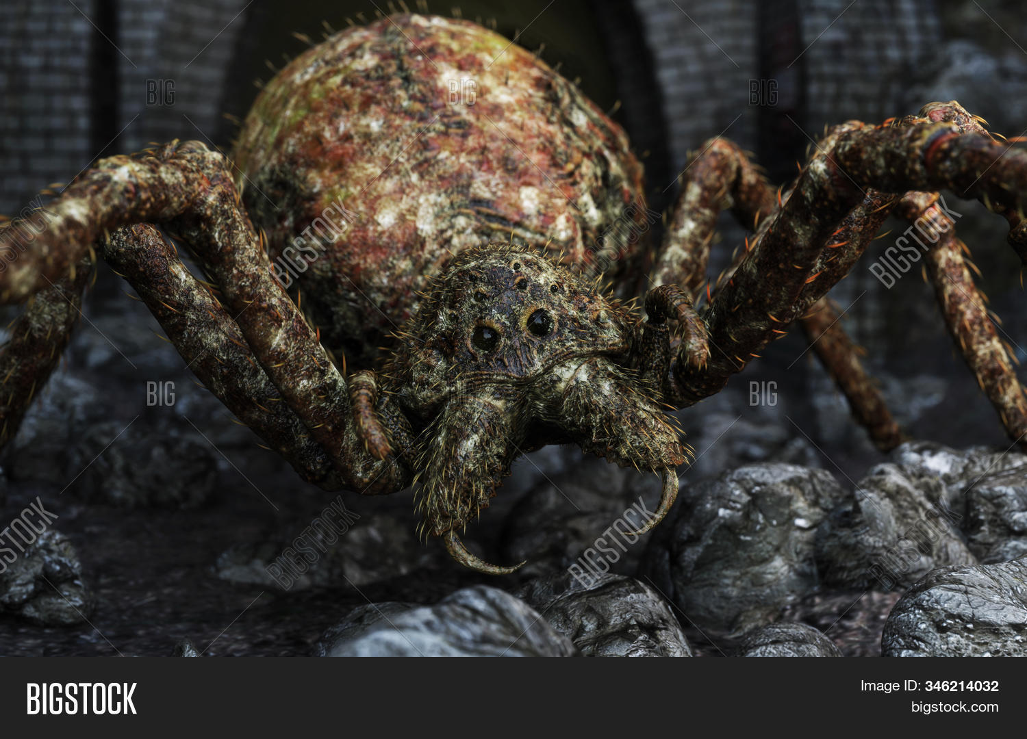 Closeup Giant Spider Image & Photo (Free Trial) | Bigstock