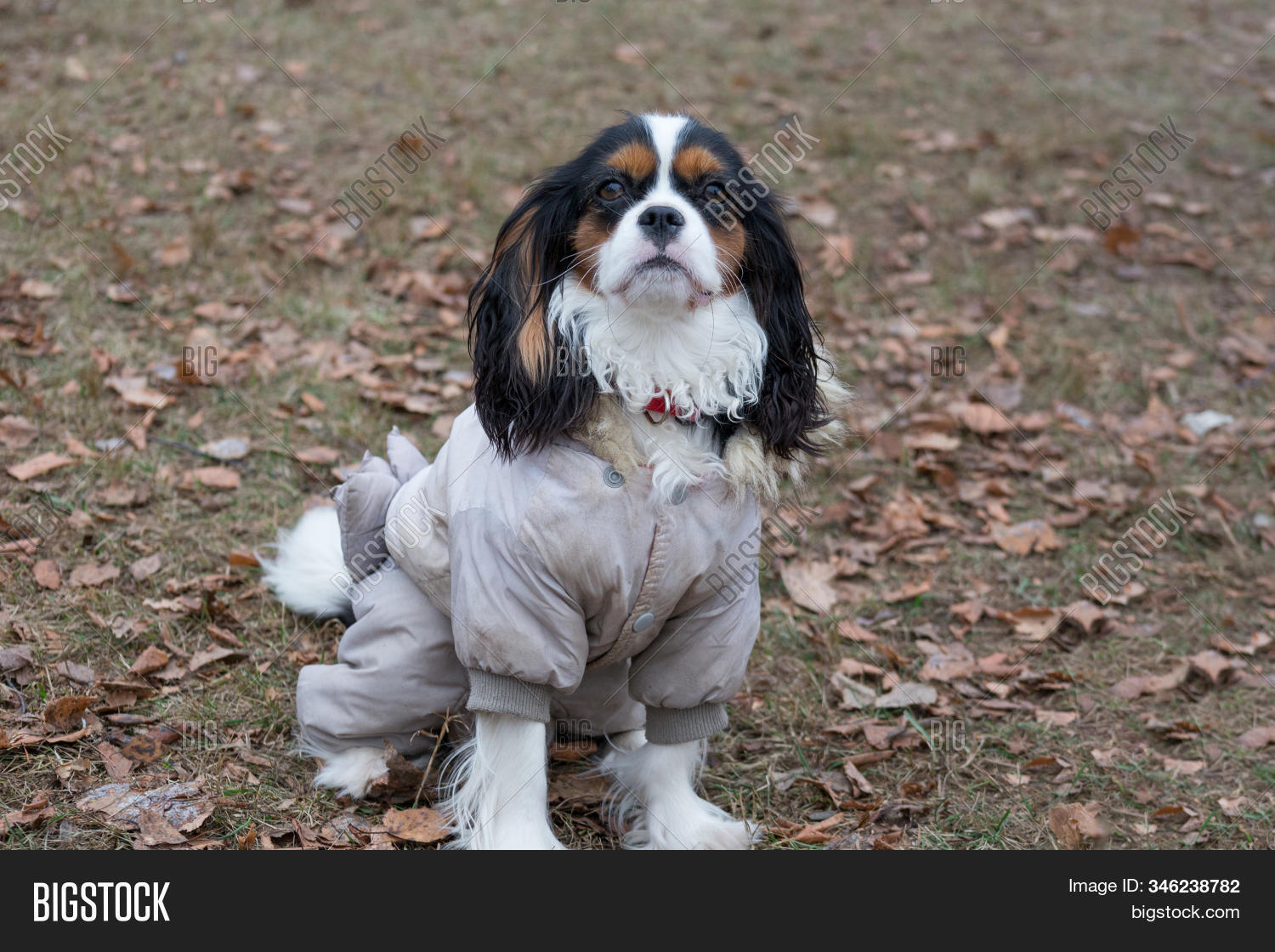 Cute Cavalier King Image & Photo (Free Trial) | Bigstock