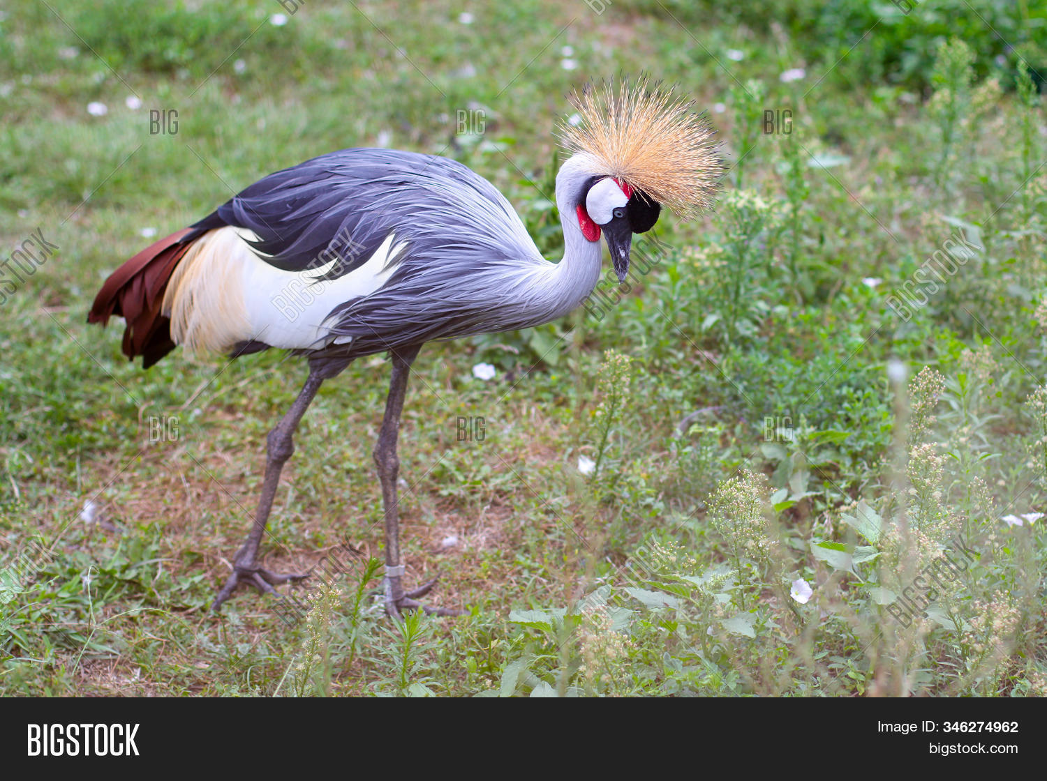 Black Crowned Crane, Image & Photo (Free Trial) | Bigstock