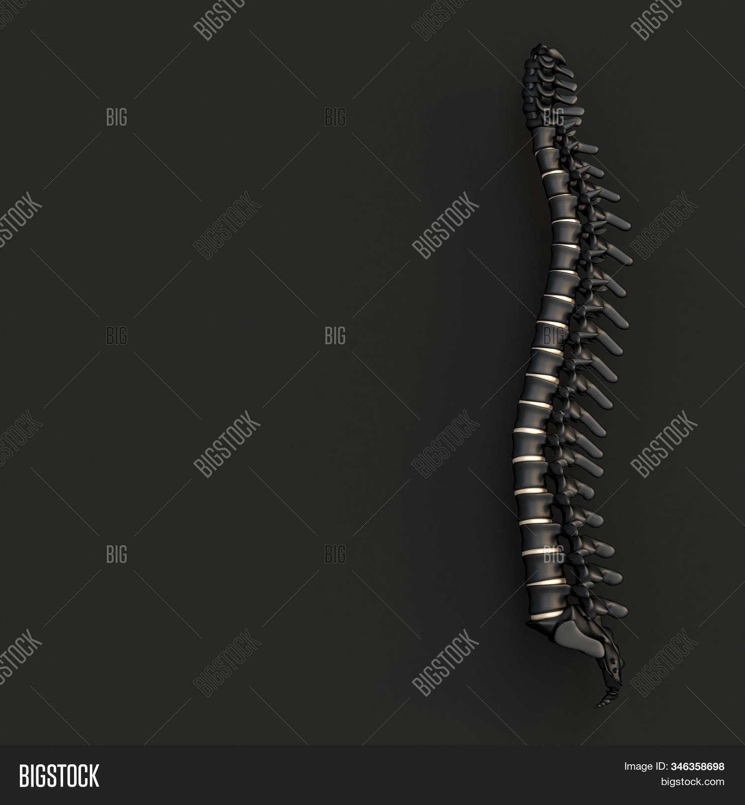 Black Gold Backbone On Image & Photo (Free Trial) | Bigstock