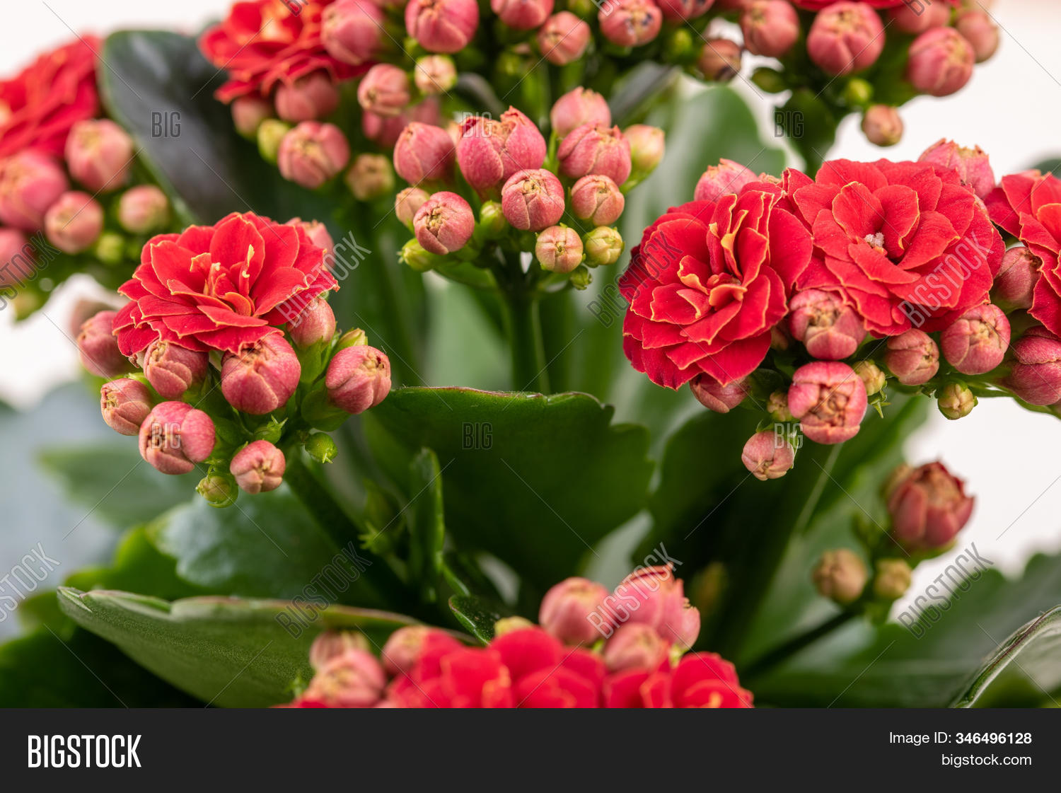 Calandiva Red Flowers Image & Photo (Free Trial) | Bigstock