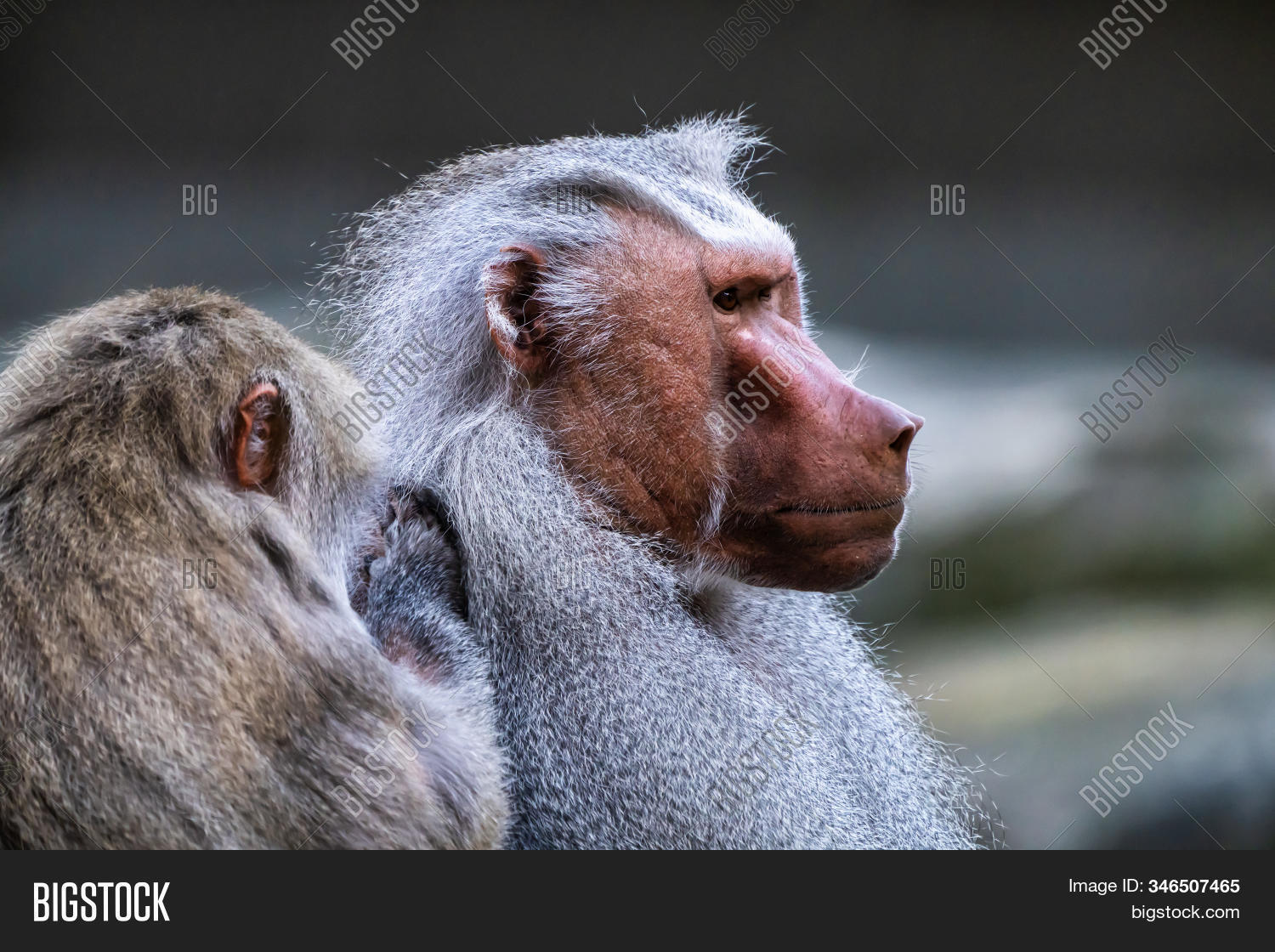 Hamadryas Baboon, Image & Photo (Free Trial) | Bigstock
