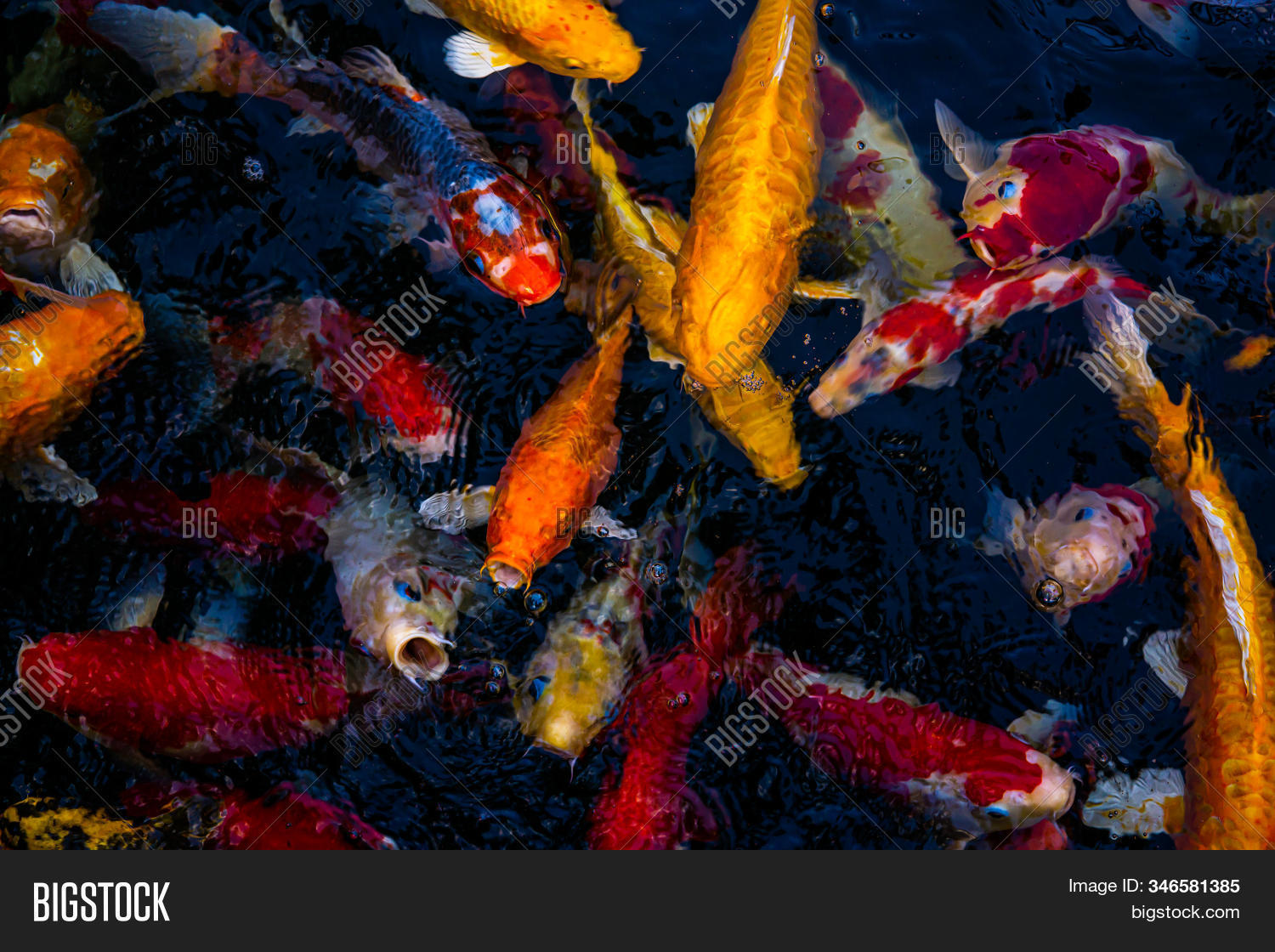 Japan Koi Fish Image & Photo (Free Trial) | Bigstock