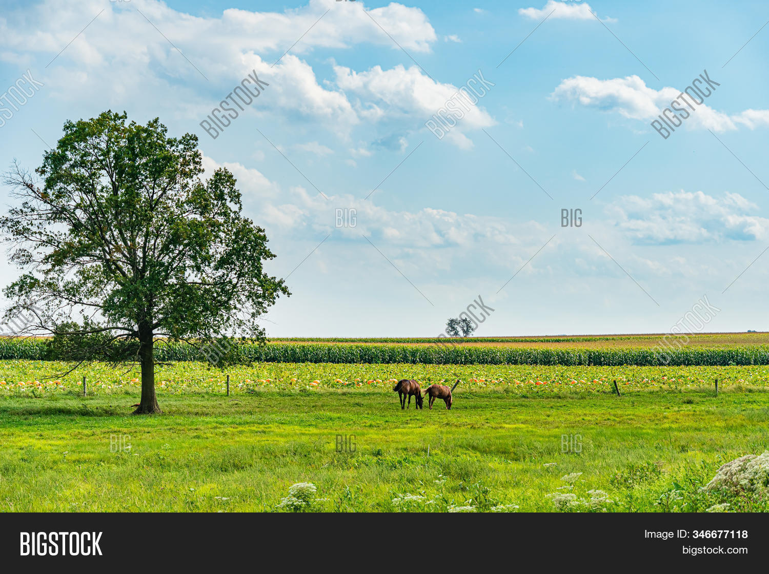 Amish Country Field Image & Photo (Free Trial) | Bigstock