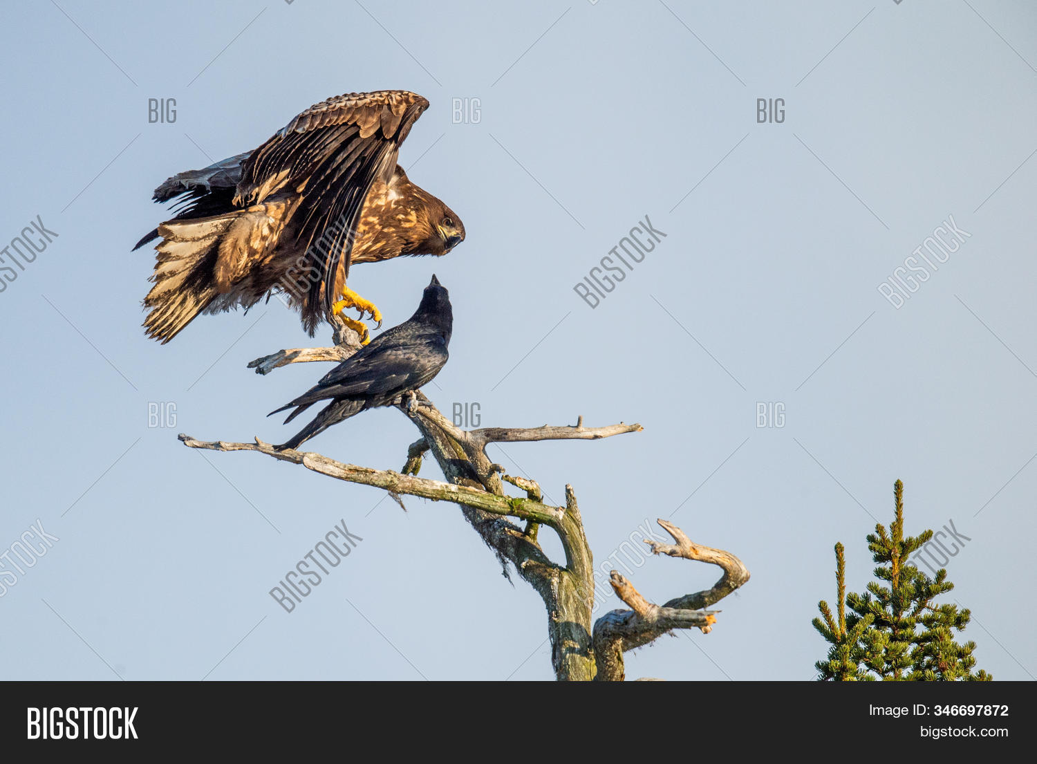 Raven White-tailed Image & Photo (Free Trial) | Bigstock