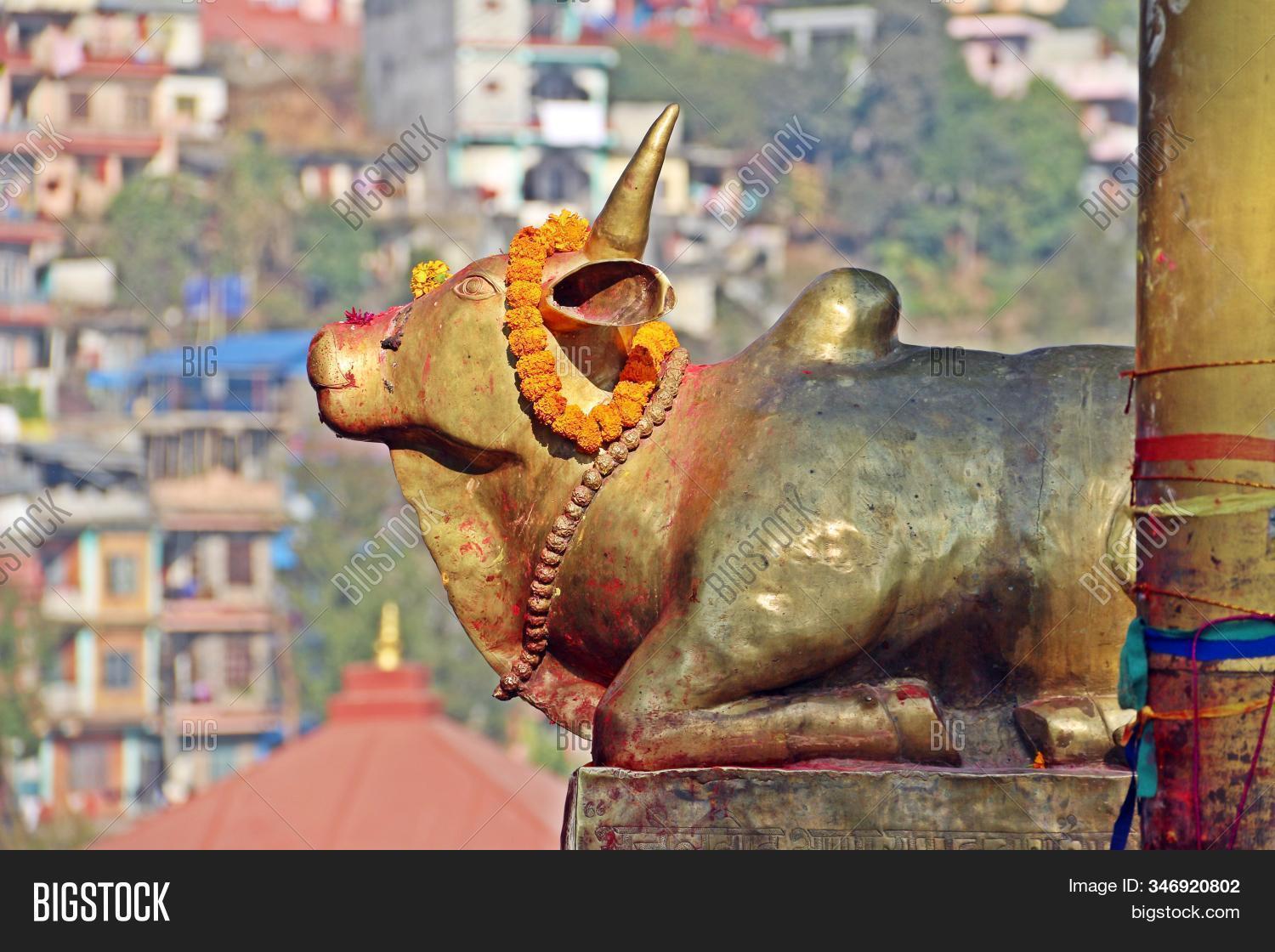 Golden Cow Statue Image & Photo (Free Trial) | Bigstock