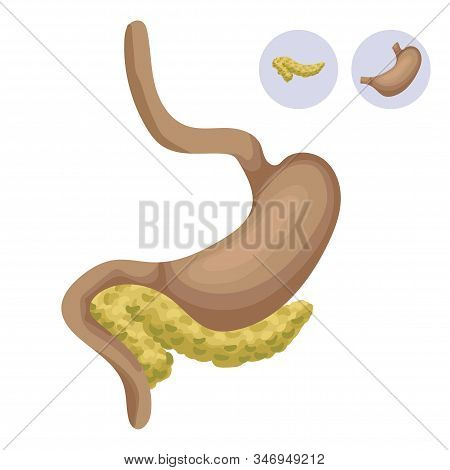 Stomach Pancreas. Vector & Photo (Free Trial) | Bigstock