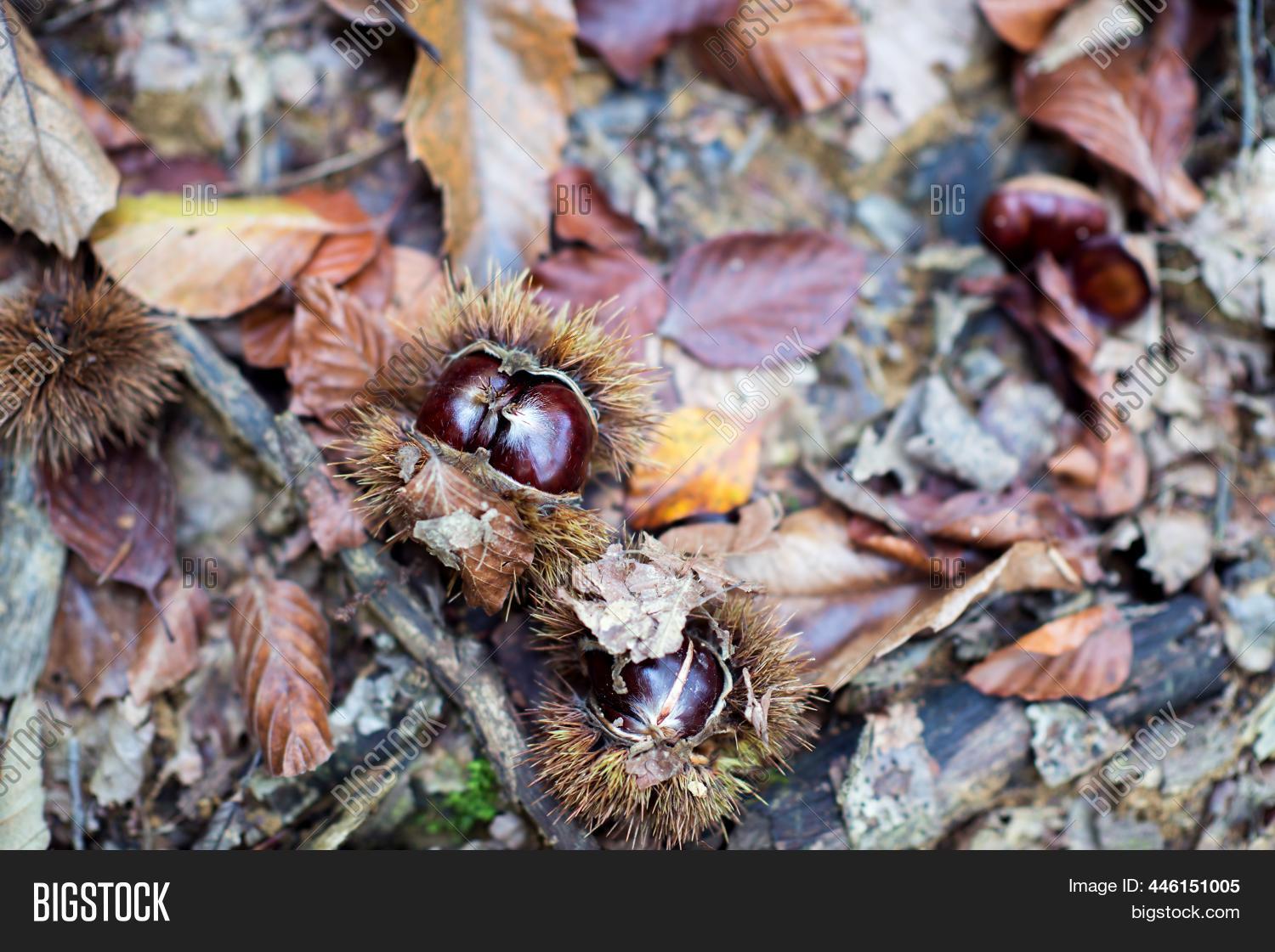 Edible Chestnut Over Image & Photo (Free Trial) | Bigstock