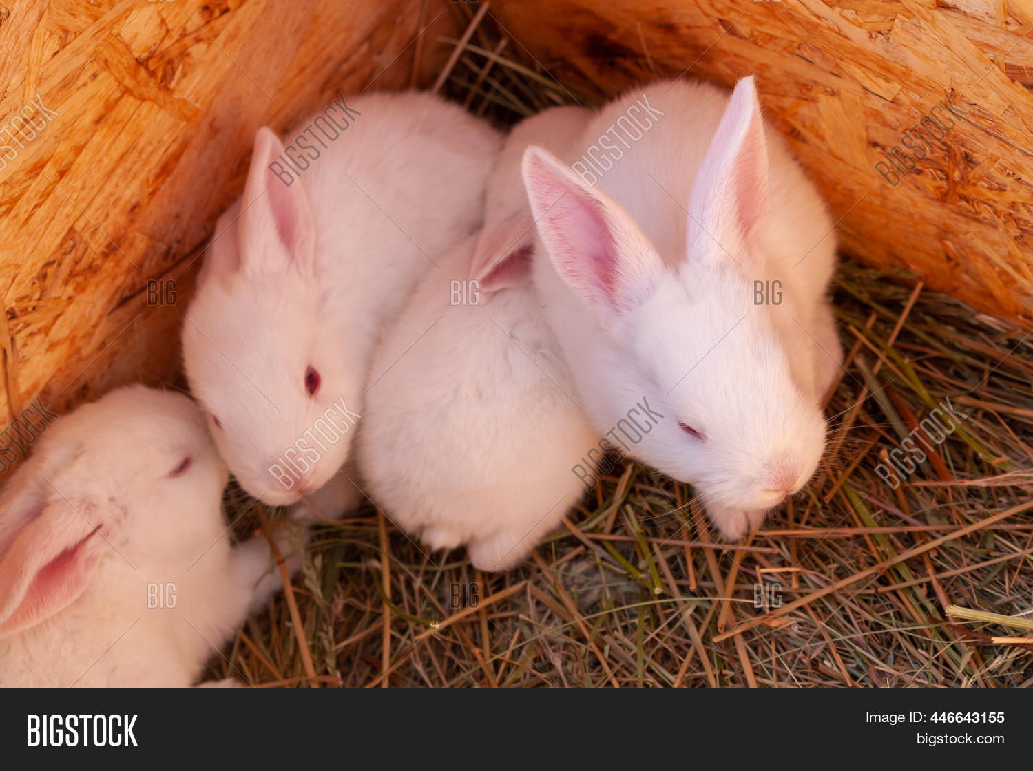 19 Day Old Rabbits. Image & Photo (Free Trial) | Bigstock