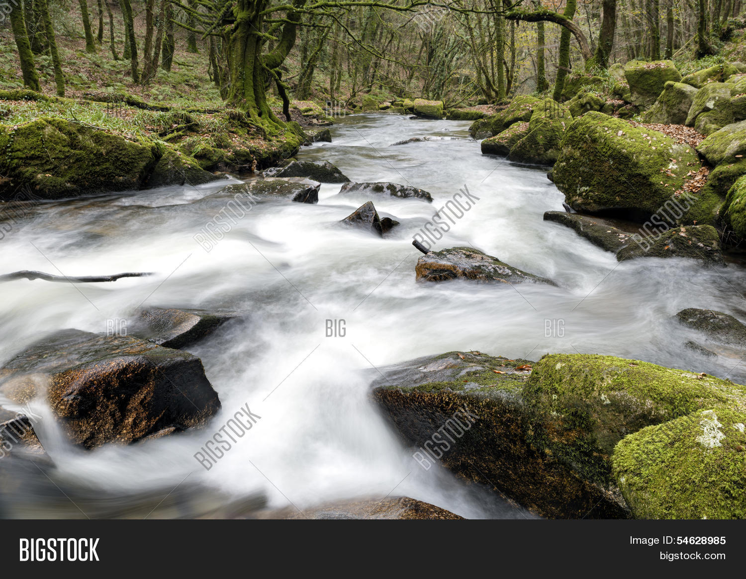 Forest Cascade Image & Photo (Free Trial) | Bigstock