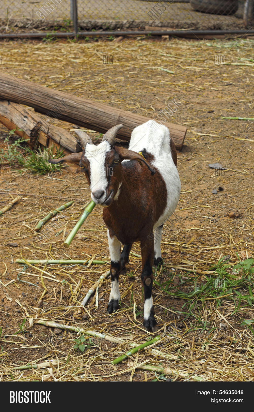 Goats Portrait Zoo Image & Photo (Free Trial) | Bigstock