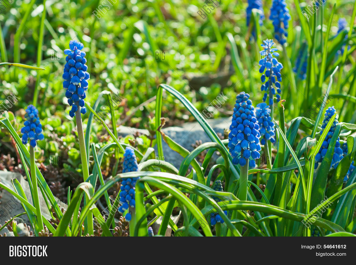 Muscari Neglectum Image & Photo (Free Trial) | Bigstock