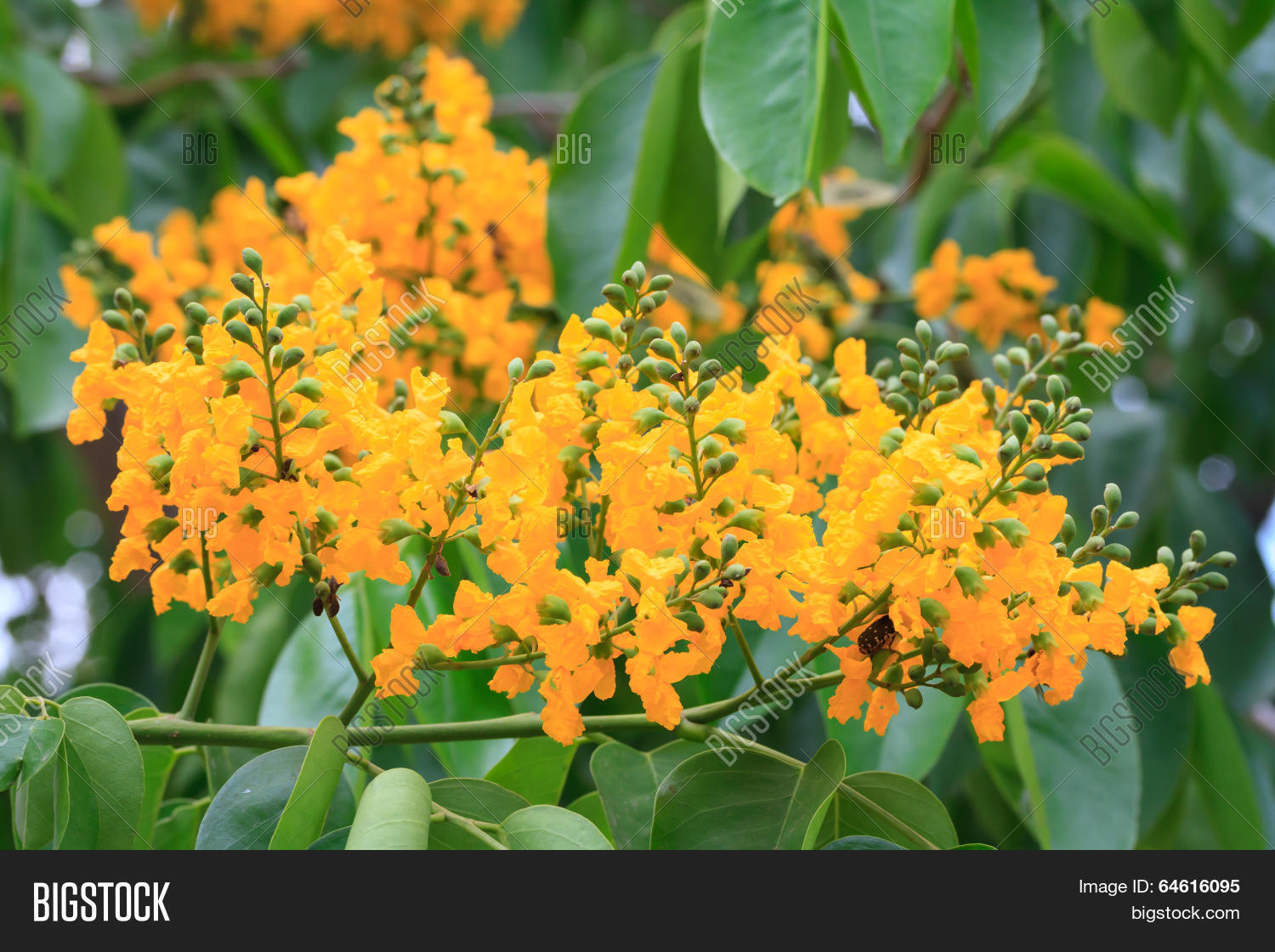 Pterocarpus Indicus Flowers Image & Photo | Bigstock