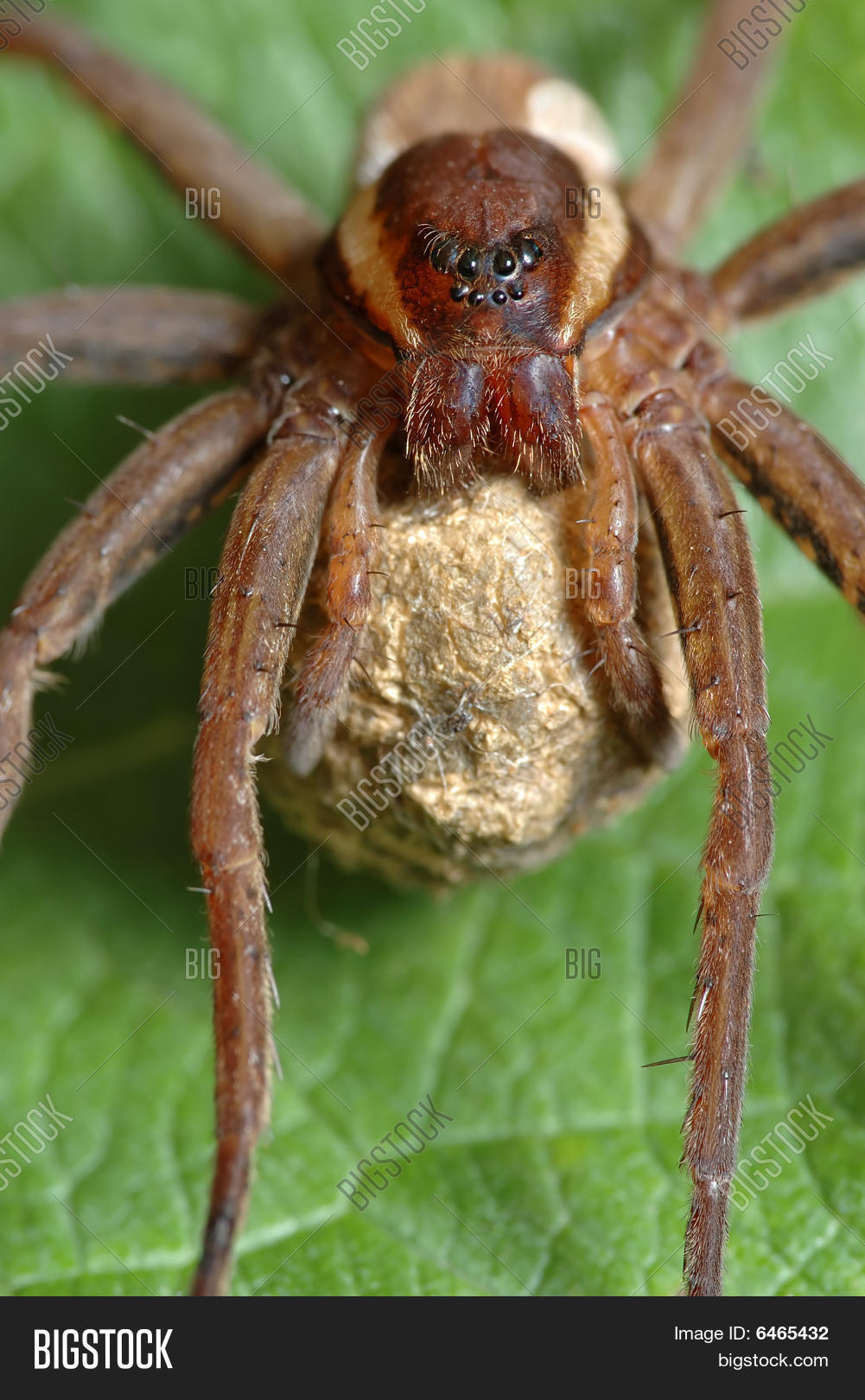 Spider Cocoon Image & Photo (Free Trial) | Bigstock