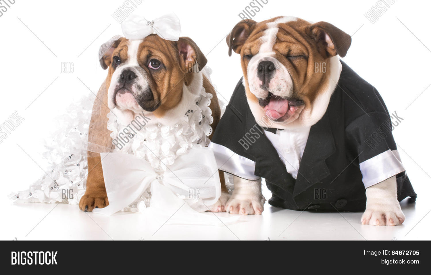 Dog Bride Groom Image & Photo (Free Trial) | Bigstock