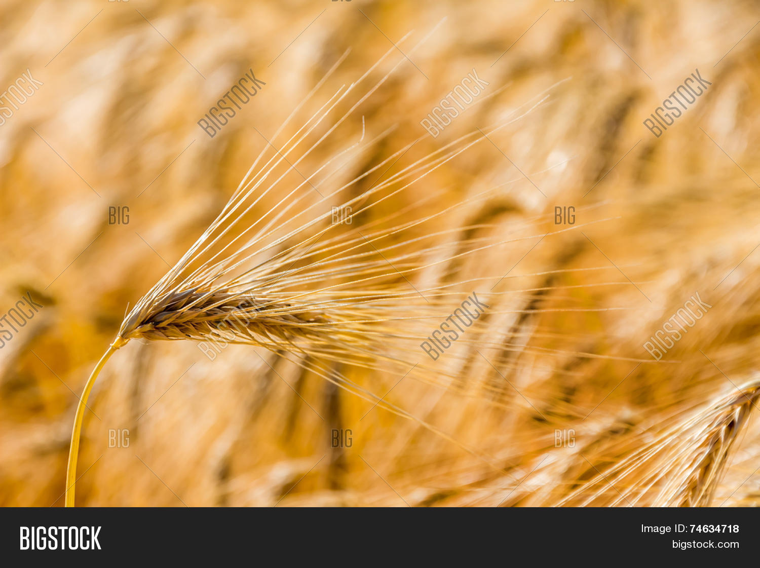 Corn Field Barley Image & Photo (Free Trial) | Bigstock
