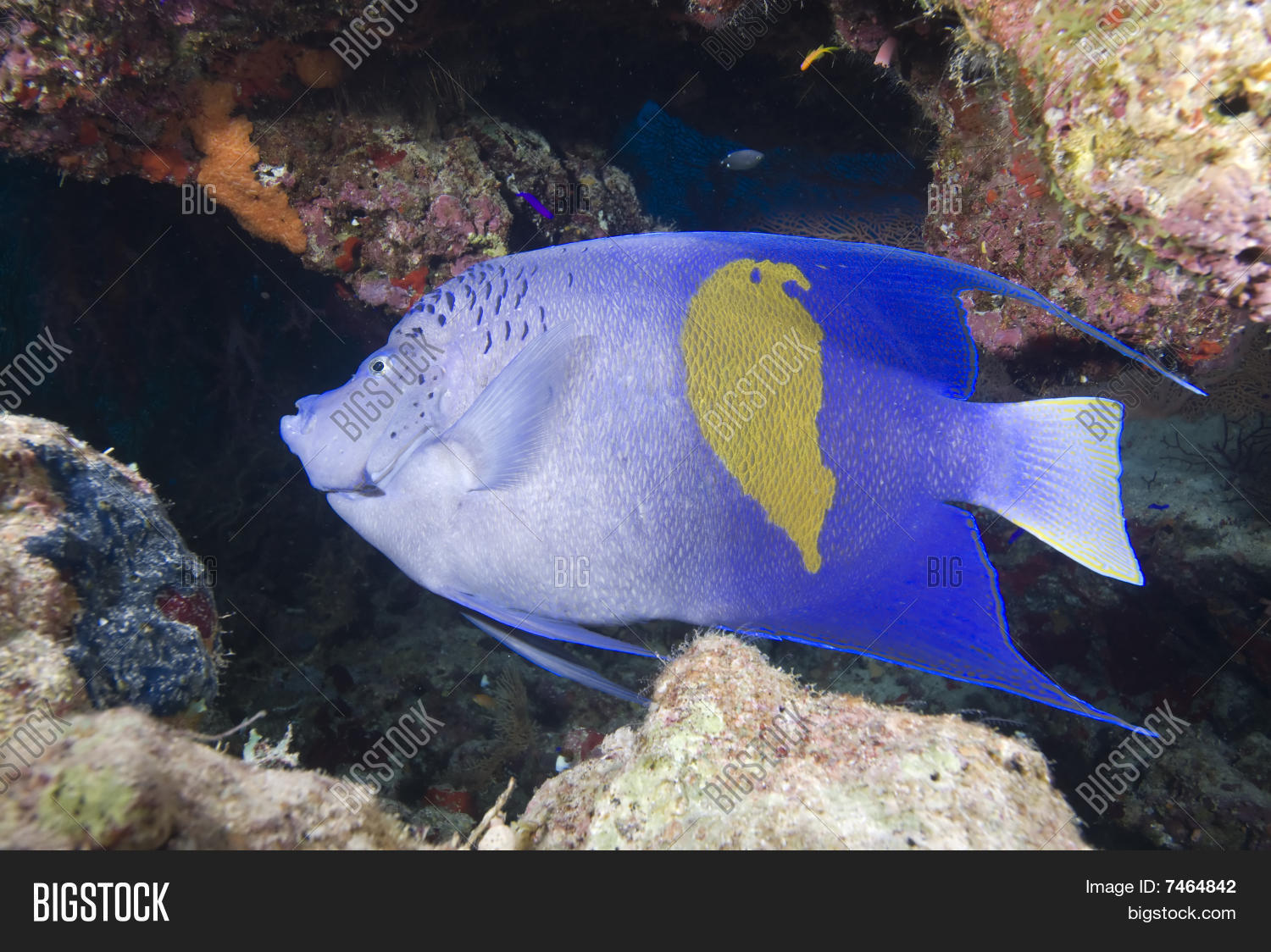 Yellowbar Angelfish Image & Photo (Free Trial) | Bigstock
