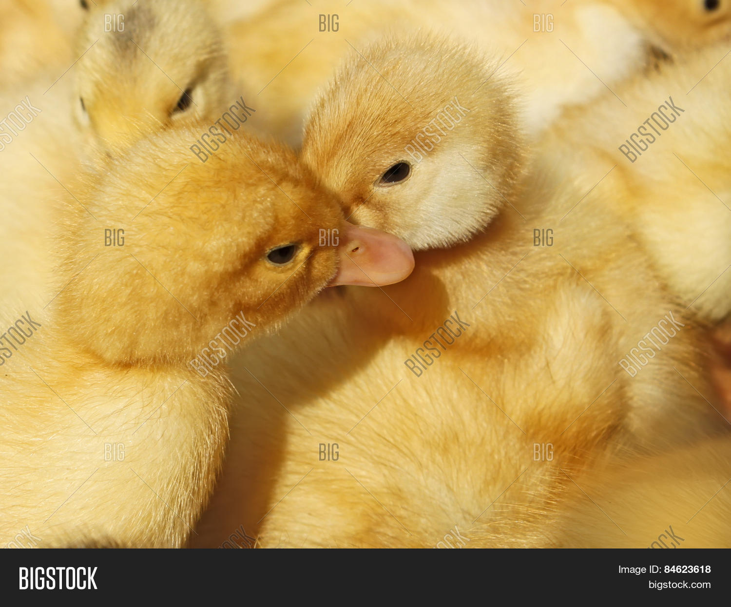 Two Small Ducklings Image & Photo (Free Trial) | Bigstock