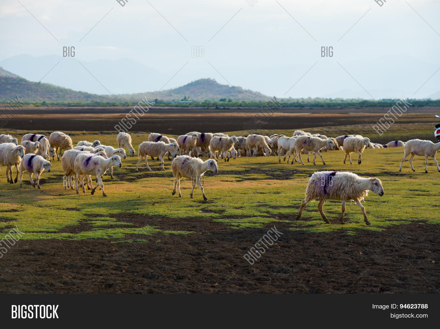 Herd Sheep Steppe Ninh Image & Photo (Free Trial) | Bigstock
