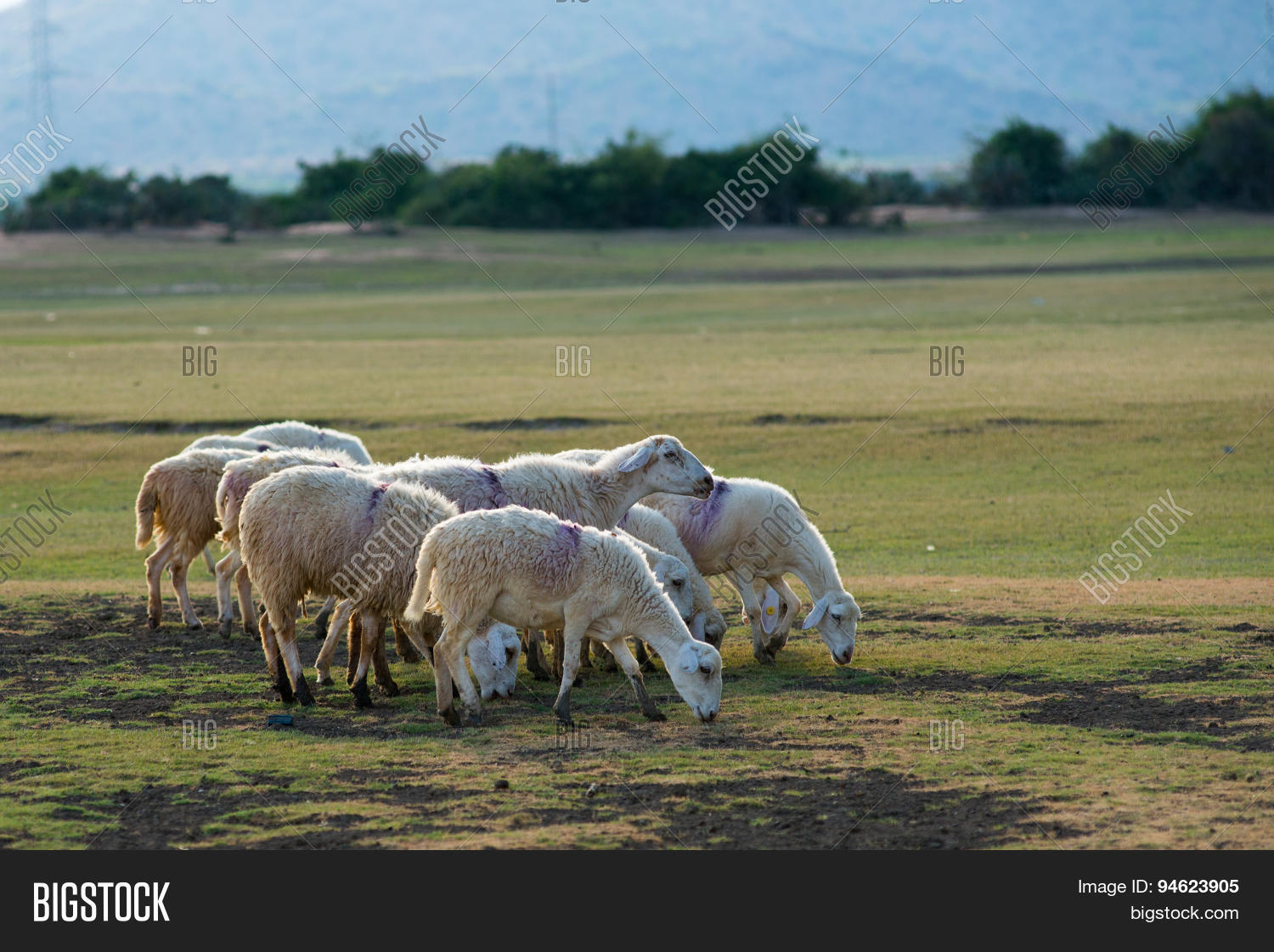 Herd Sheep Steppe Ninh Image & Photo (Free Trial) | Bigstock