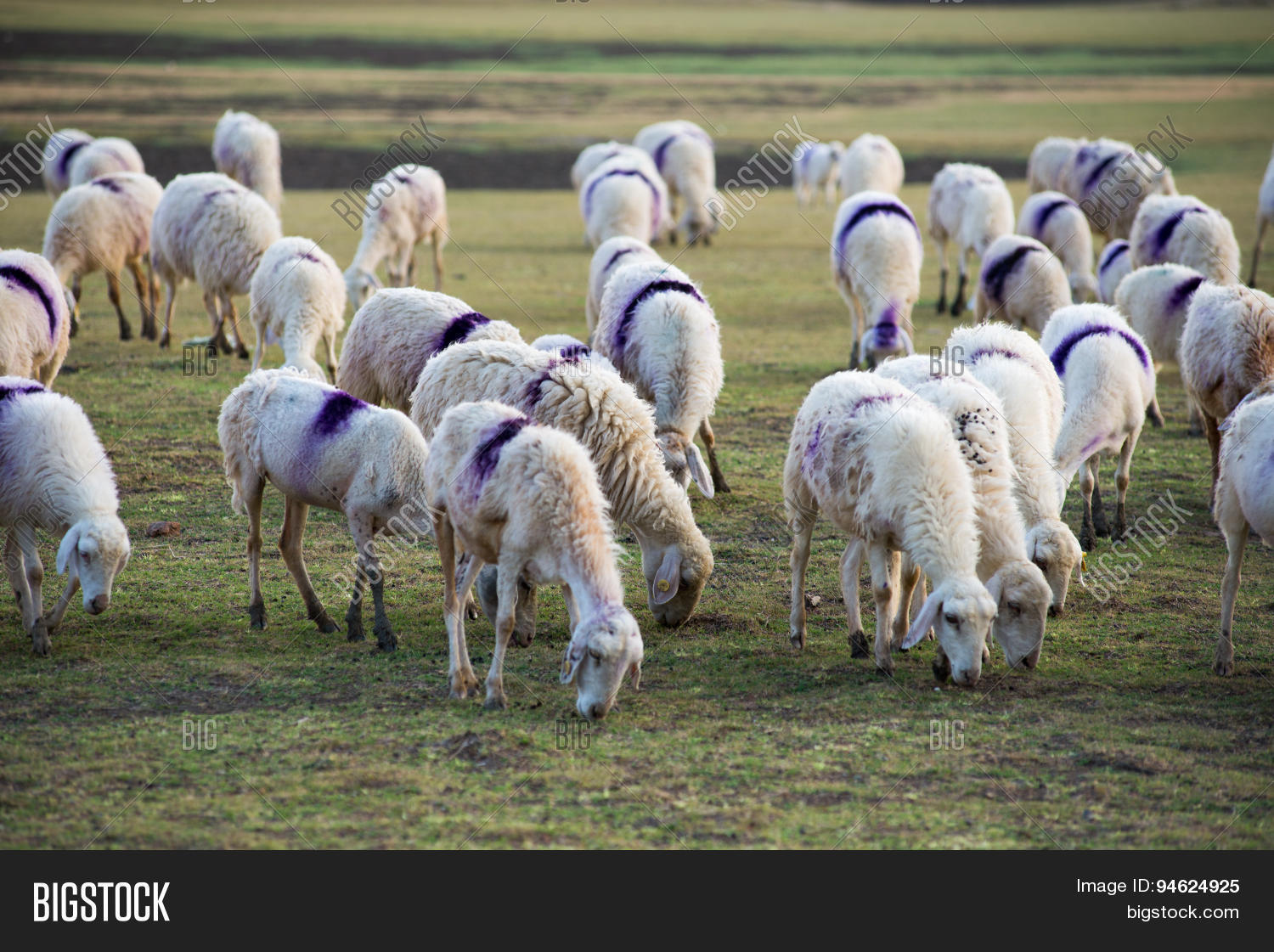 Herd Sheep Steppe Ninh Image & Photo (Free Trial) | Bigstock