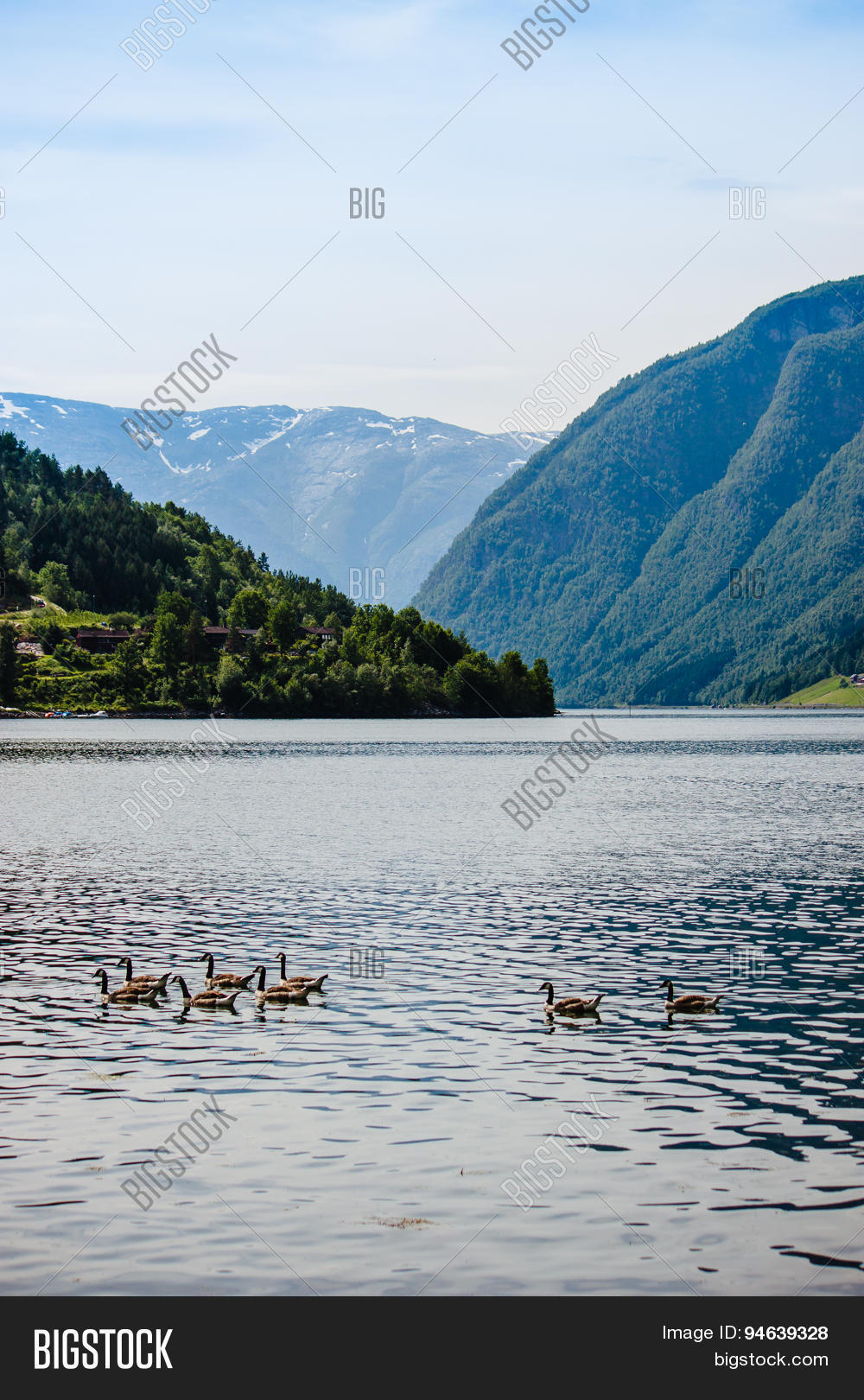Wild Geese Norwegian Image & Photo (Free Trial) | Bigstock