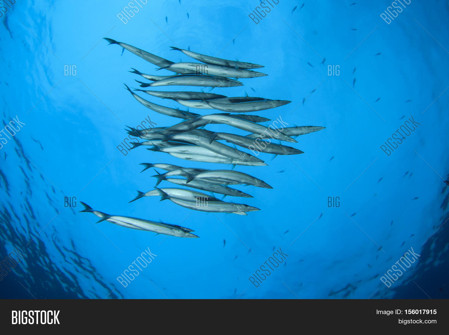 School Barracuda Fish Image & Photo (Free Trial) | Bigstock