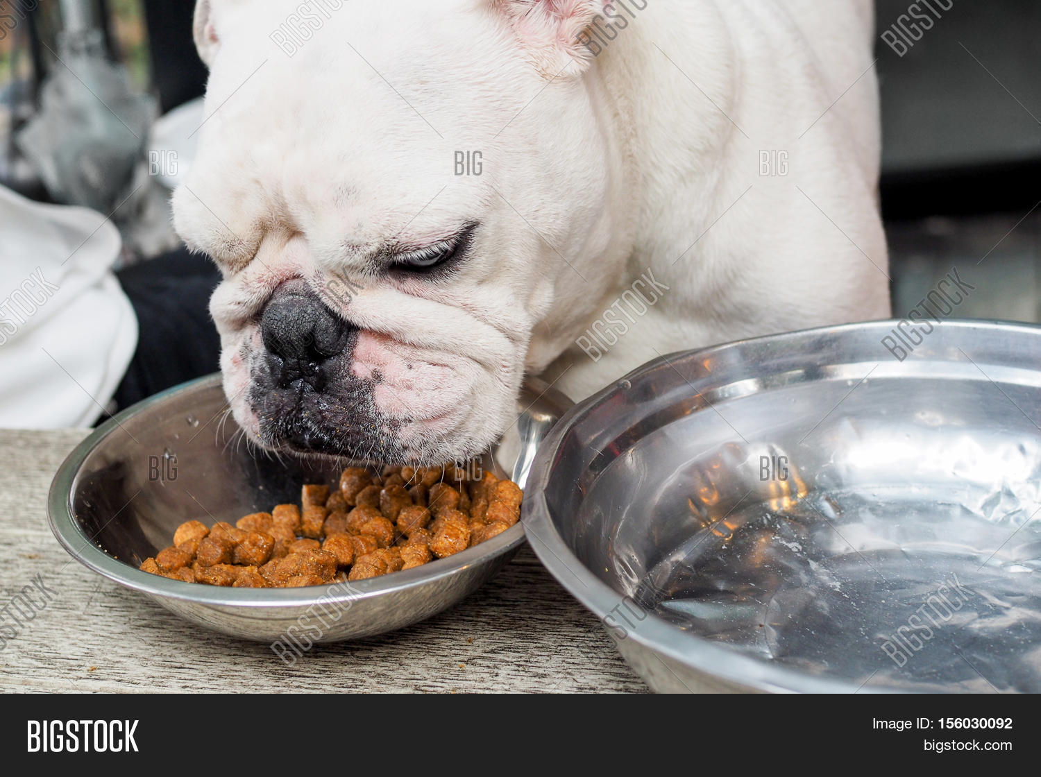 Close- Bull Dog Image & Photo (Free Trial) | Bigstock