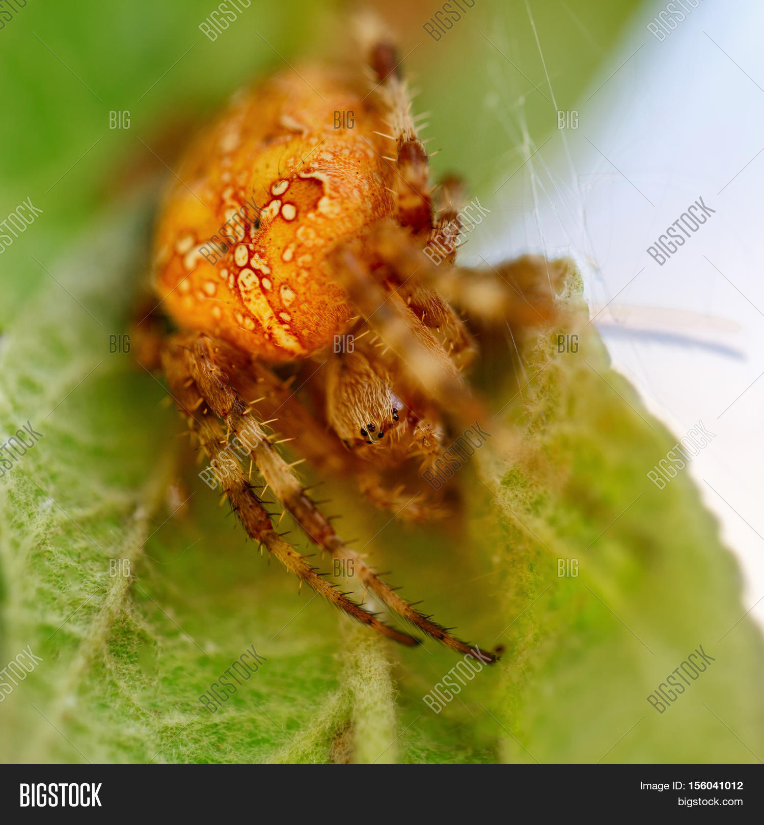 Scary Spider Closeup. Image & Photo (Free Trial) | Bigstock
