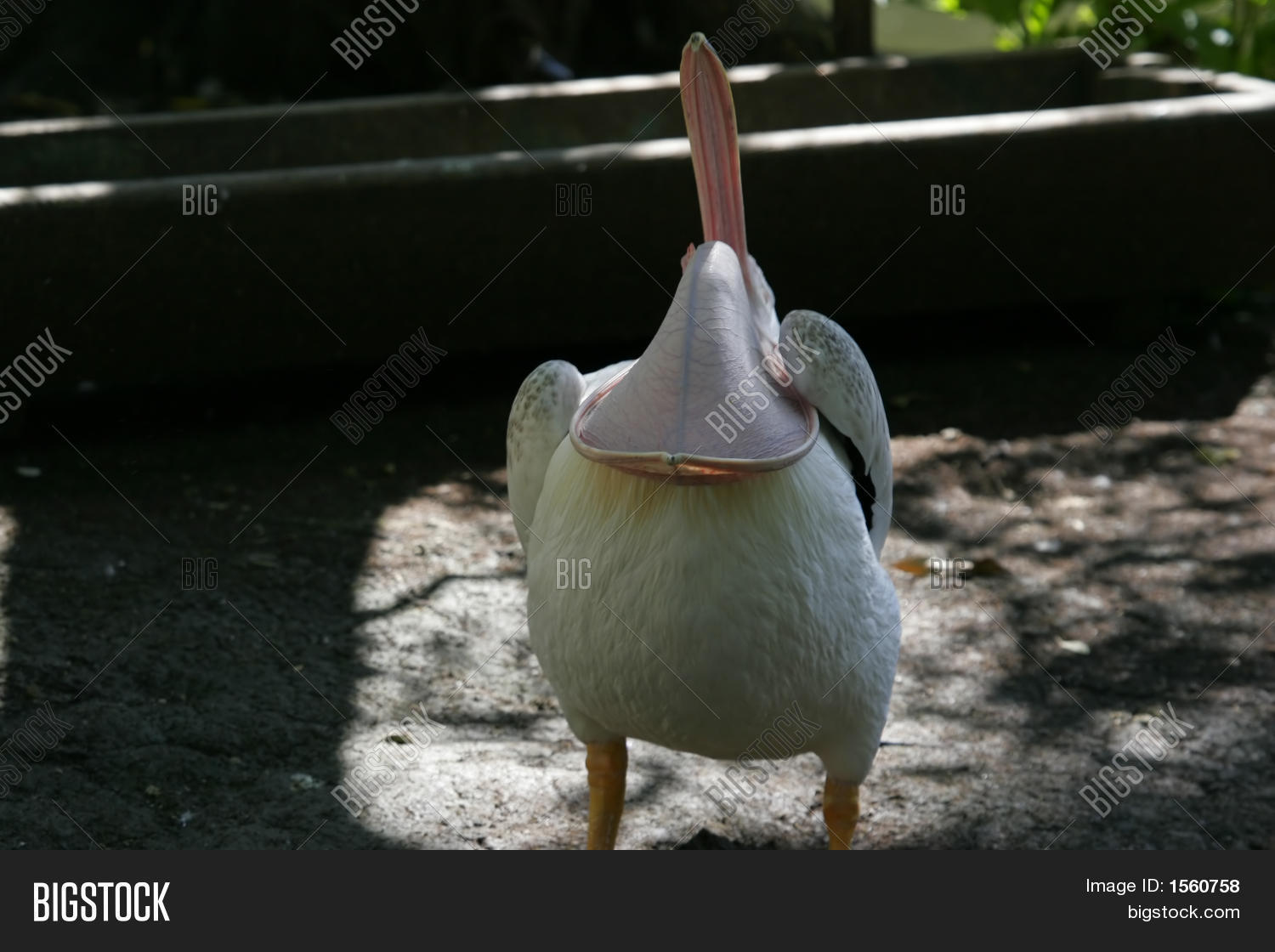 Funny Looking Pelican Image & Photo (Free Trial) | Bigstock