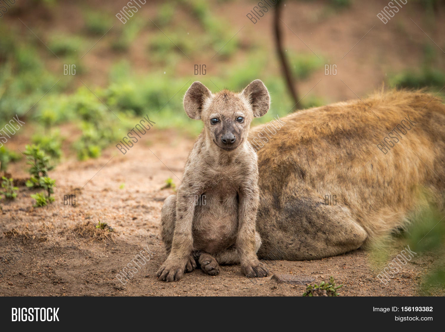 Baby Spotted Hyena Image & Photo (Free Trial) | Bigstock