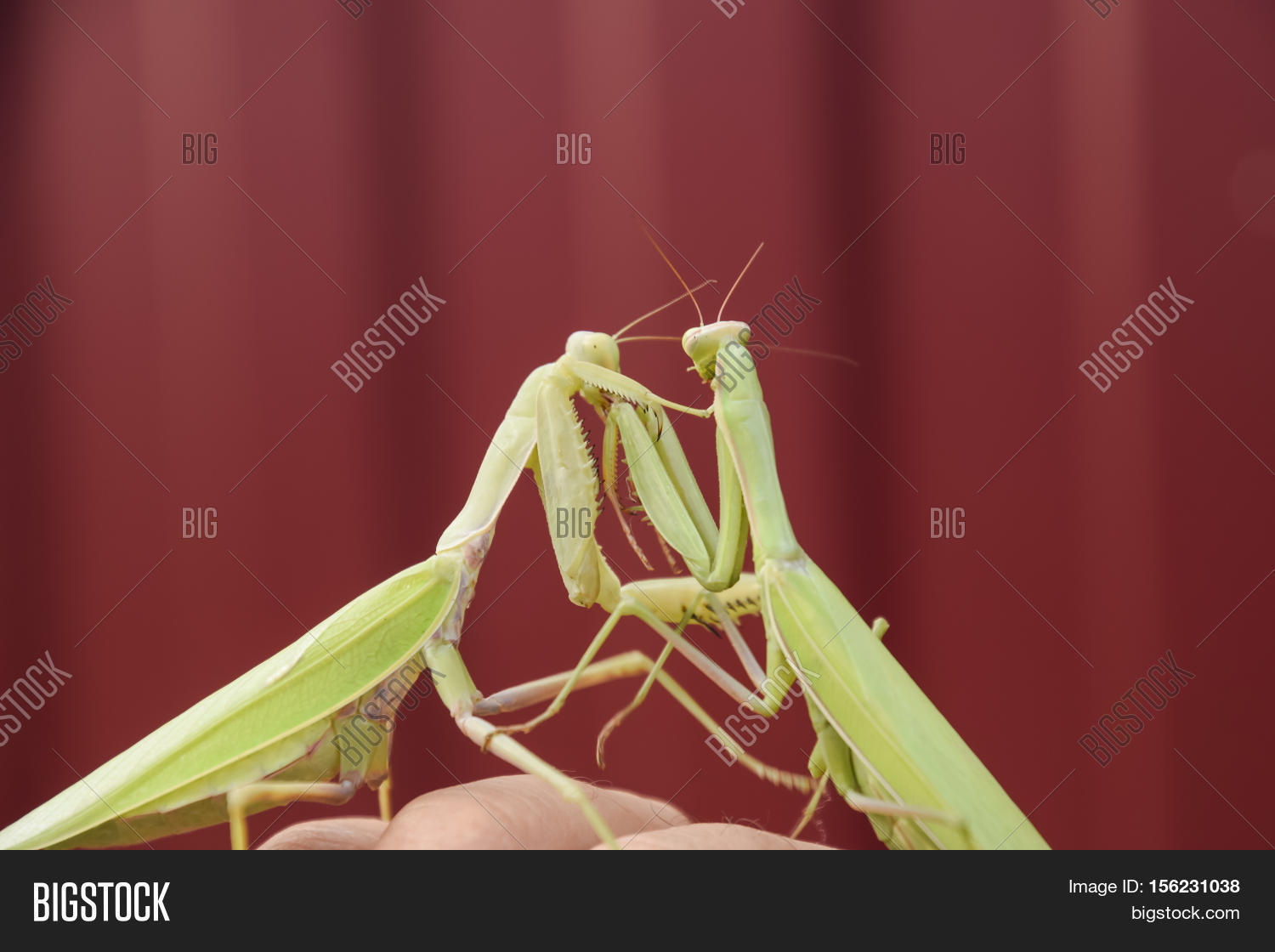 Mantis On Red Image & Photo (Free Trial) | Bigstock