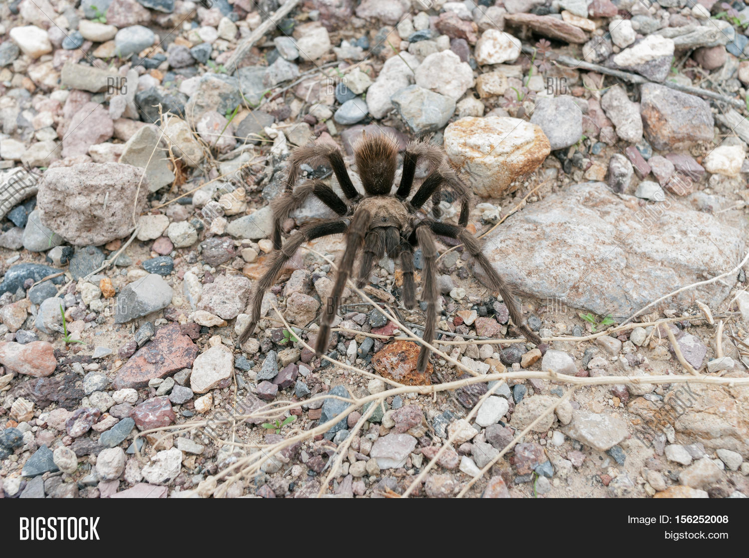 Desert Tarantula ( Image & Photo (Free Trial) | Bigstock