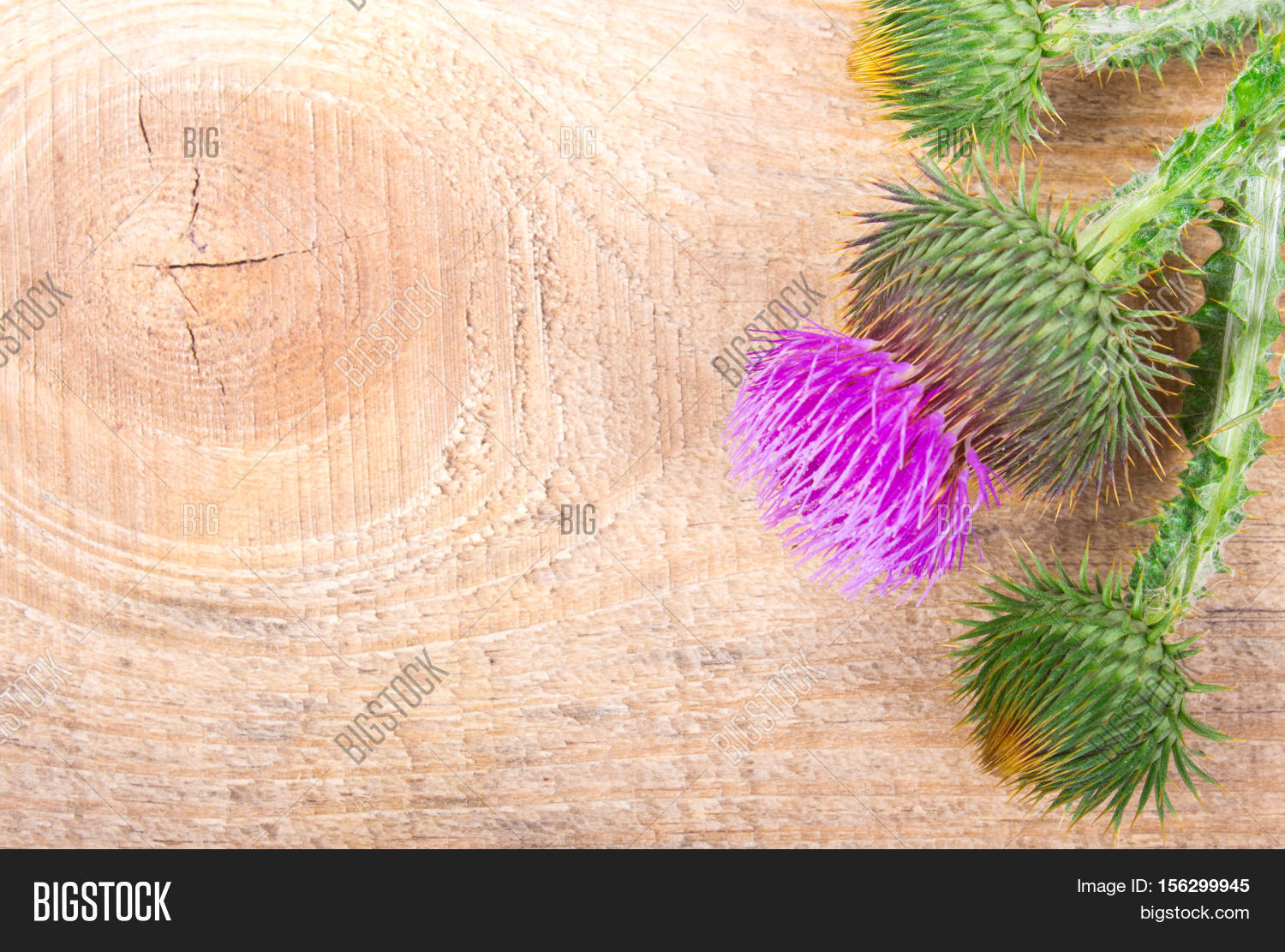 Fresh Thistle Flowers Image & Photo (Free Trial) | Bigstock