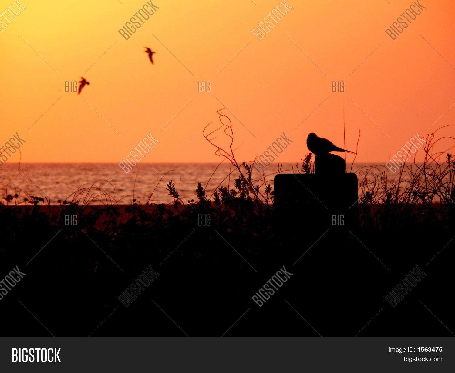 Mourning Dove Sunset Image & Photo (Free Trial) | Bigstock