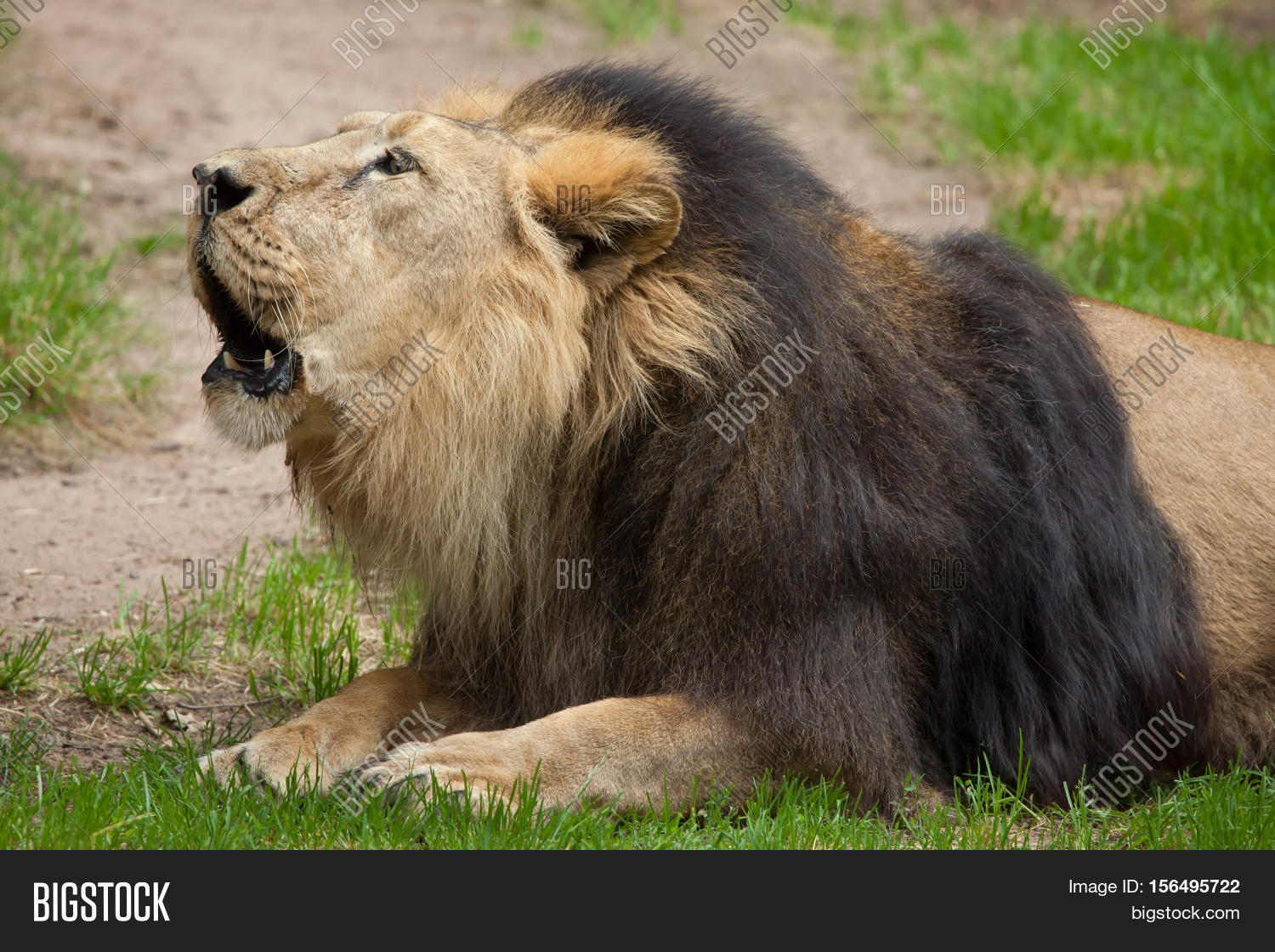 Asiatic Lion (Panthera Image & Photo (Free Trial) | Bigstock