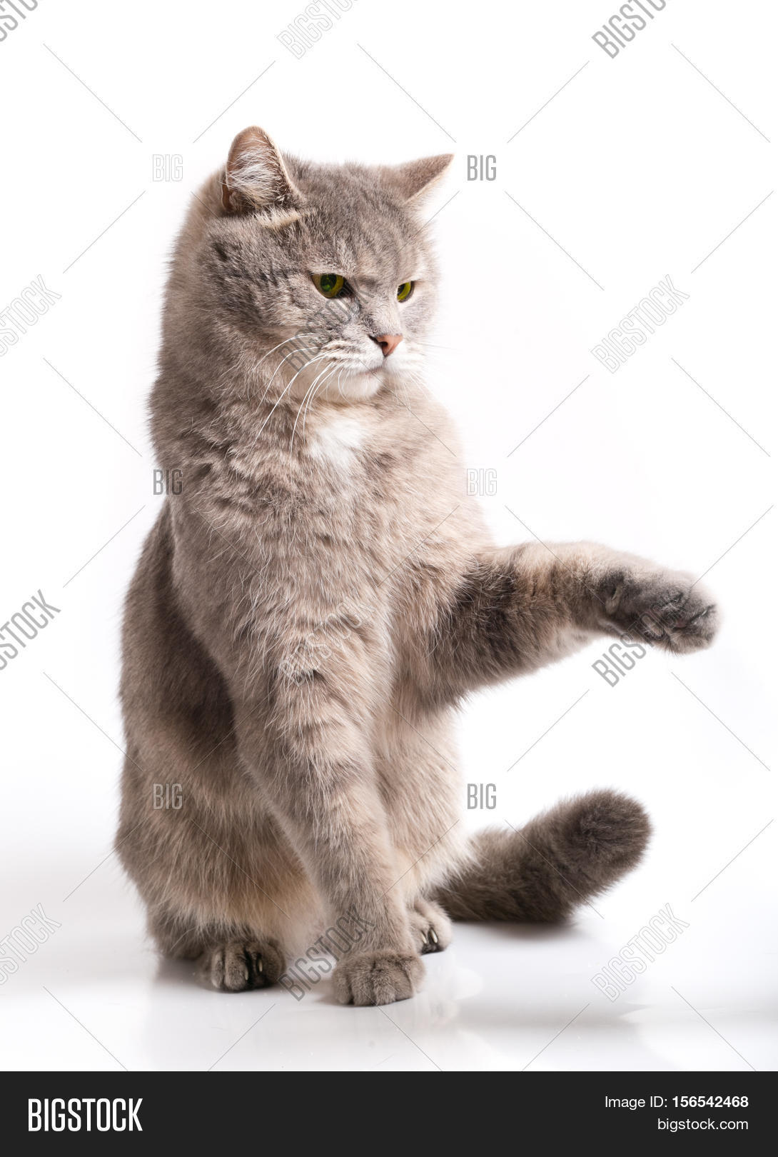 Sitting Gray Cat Going Image & Photo (Free Trial) | Bigstock