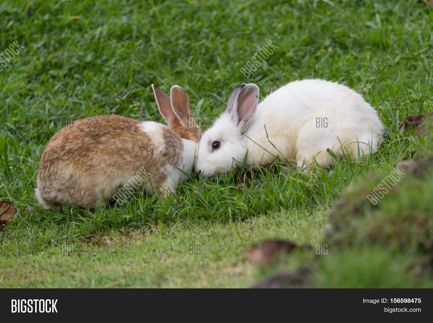 Rabbit Grass Field Image & Photo (Free Trial) | Bigstock