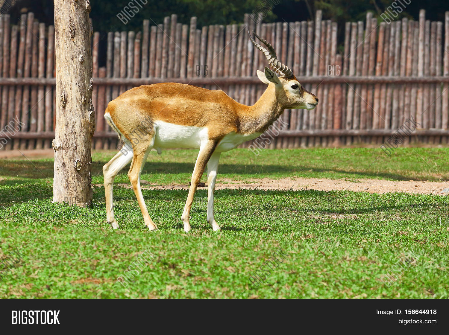 African Antelope Zoo Image & Photo (Free Trial) | Bigstock