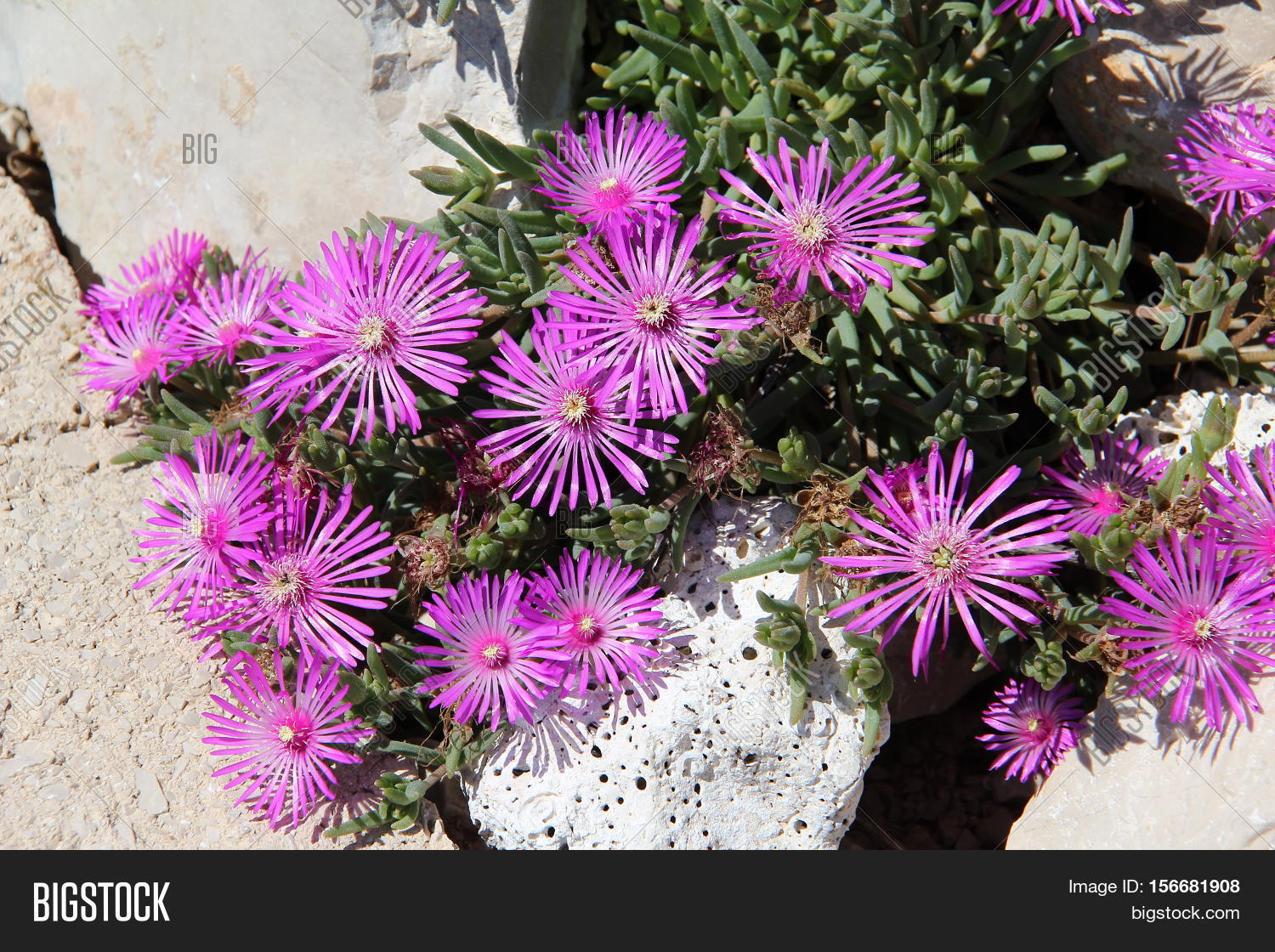 Dorotheanthus / Image & Photo (Free Trial) | Bigstock