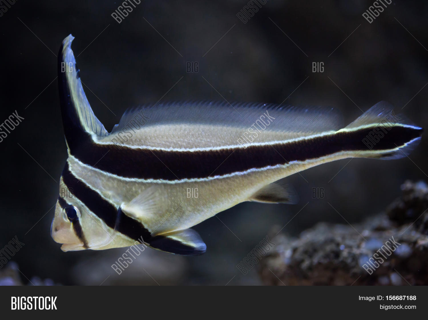 Jack-knifefish ( Image & Photo (Free Trial) | Bigstock