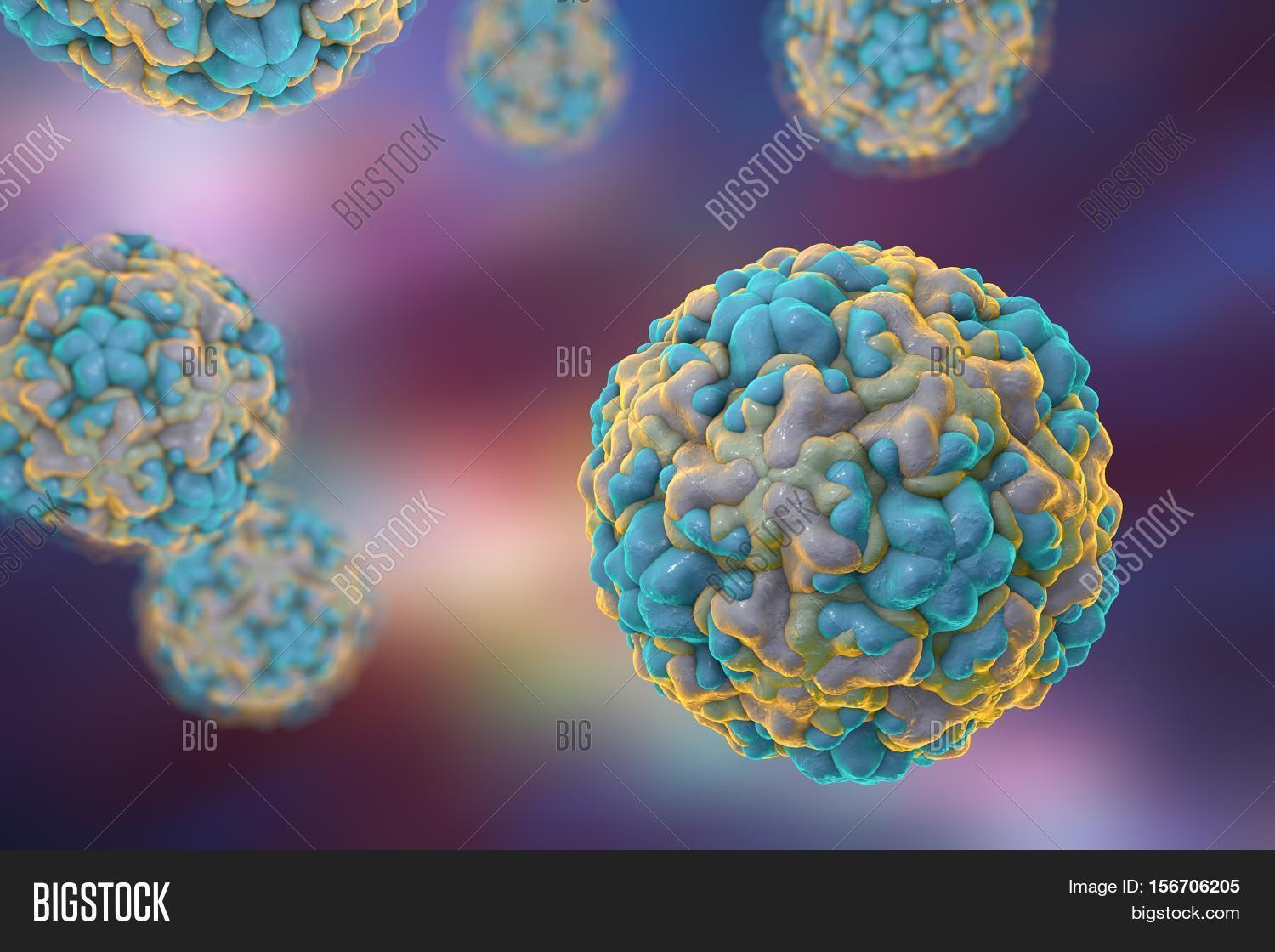 Rhinoviruses. Viruses Image & Photo (Free Trial) | Bigstock