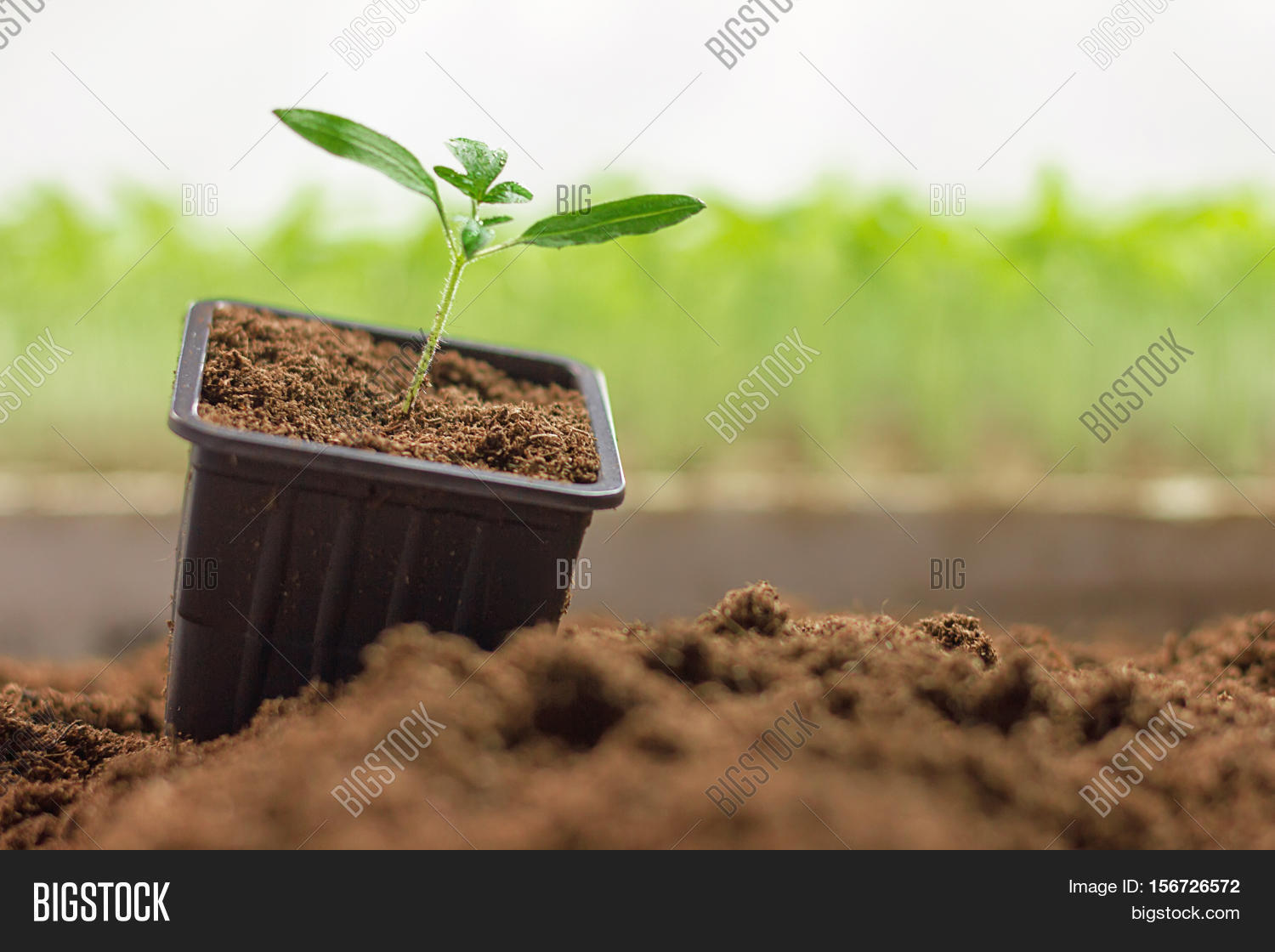 Potted Seedlings Image & Photo (Free Trial) | Bigstock