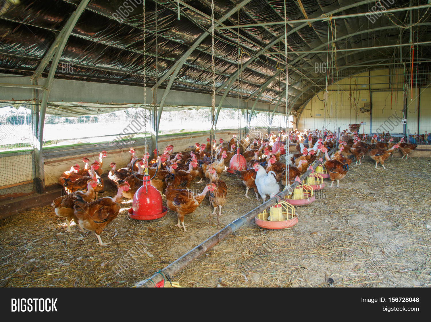 Organic Capon Chicken Image & Photo (Free Trial) | Bigstock