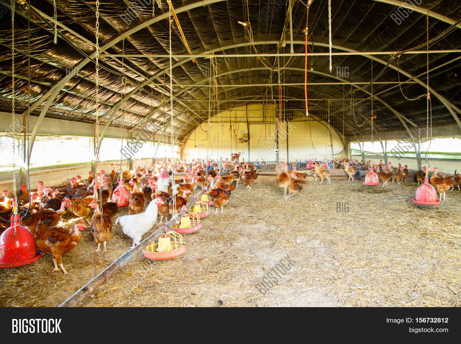 Organic Capon Chicken Image & Photo (Free Trial) | Bigstock